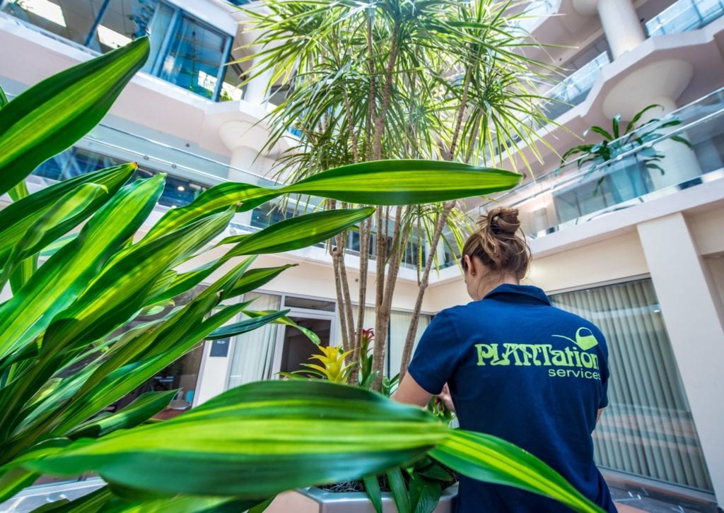 National Indoor Plant Week: Why Plants? - Leafscape